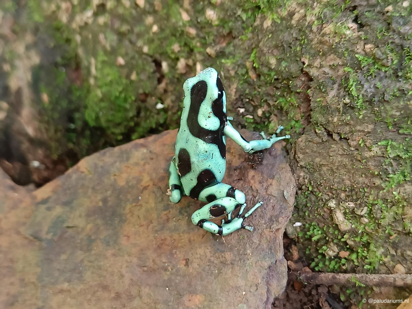 Dendrobates Auratus from Panama – Paludariums.nl